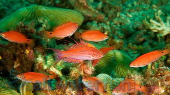 Filament Flasher Wrasse Size 2 3 Inches For Sale Paracheilinus Filamentosus Top Care Facts