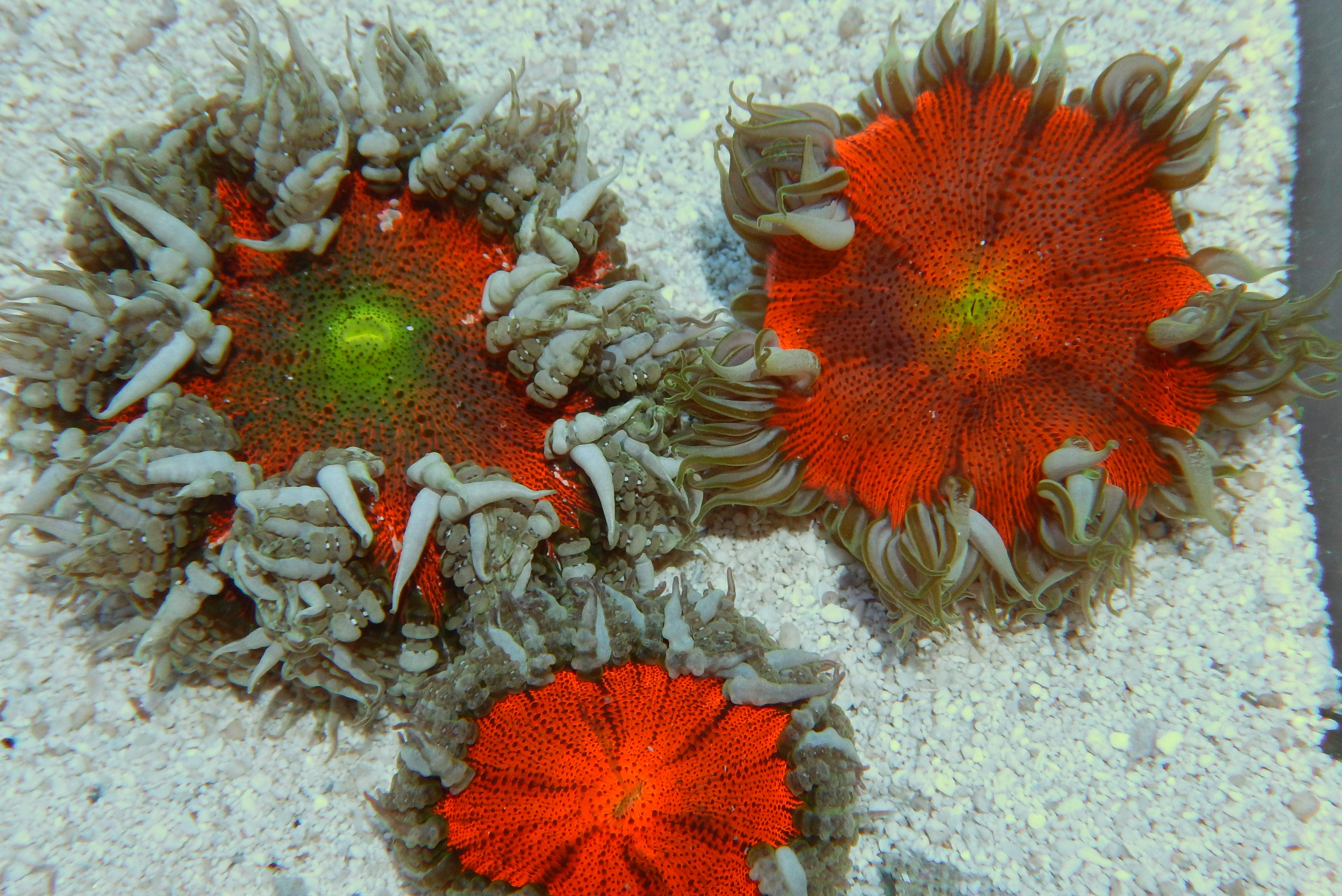 Flower Anemone For Sale (Epicystis crucifer). TOP Care facts ...