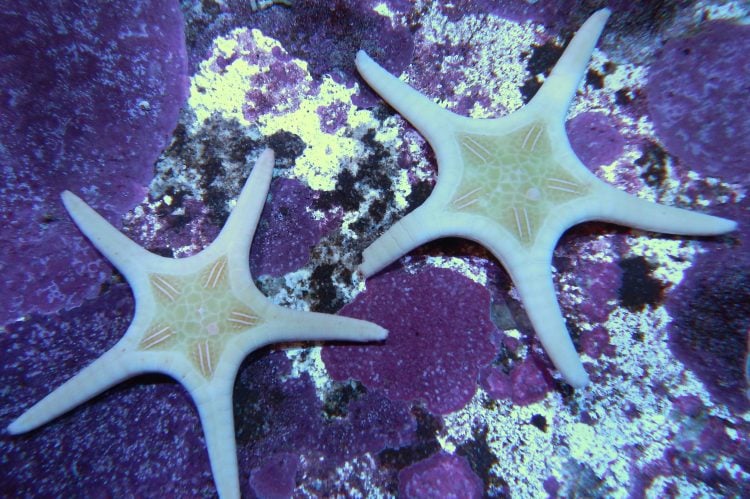 Double Tile Star For Sale (Iconaster longimanus). TOP Care facts ...