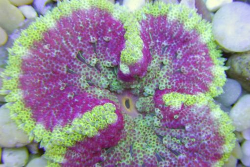 Maxi Mini Carpet Anemone For Sale (Stichodactyla tapetum). TOP Care ...