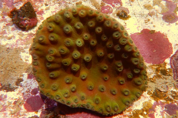 Cup Coral For Sale (Turbinaria sp.). TOP Care facts. Reefs4Less.com