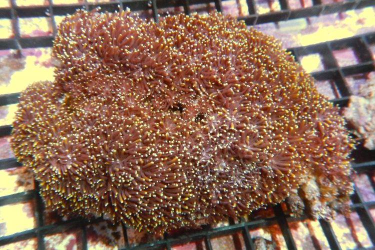 Galaxea Coral For Sale (Galaxea fascicularis). TOP Care facts ...