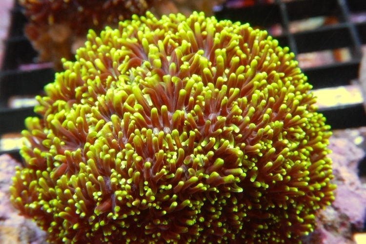 Galaxea Coral For Sale (Galaxea fascicularis). TOP Care facts. Reefs4Less.com