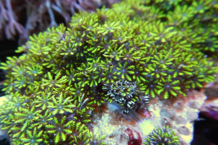 Sympodium Blue & Green For Sale (Sympodium sp). TOP Care facts ...