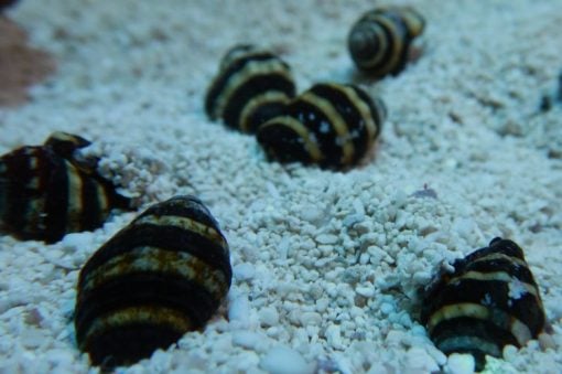 Bumble Bee Snail For Sale (Engina sp.). TOP Care facts. Reefs4Less.com