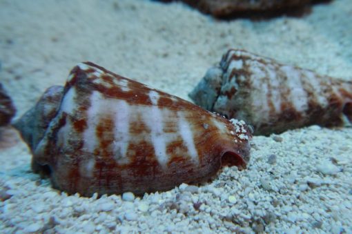 Tiger Sand Conch For Sale (Strombus sp.). TOP Care facts. Reefs4Less.com