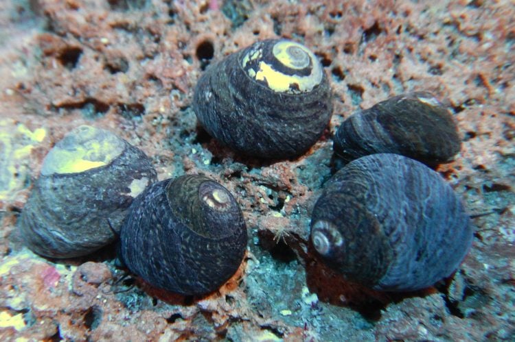 Margarita Turbo Snail For Sale (Turbo sp.). TOP Care facts. Reefs4Less.com