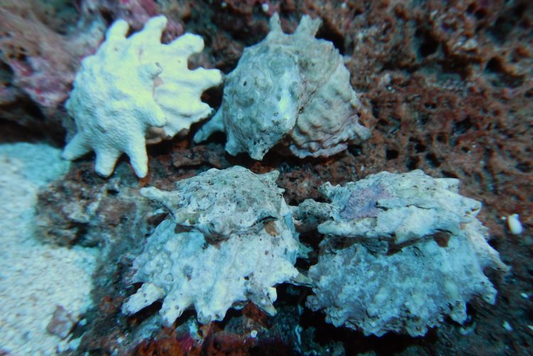 Spiny Star Astrea Snail For Sale (Astraea phoebia). TOP Care facts. Reefs4Less.com