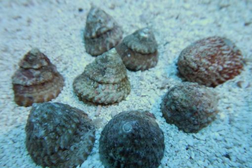 Astrea Turbo Snail For Sale (Astrea tecta). TOP Care facts. Reefs4Less.com