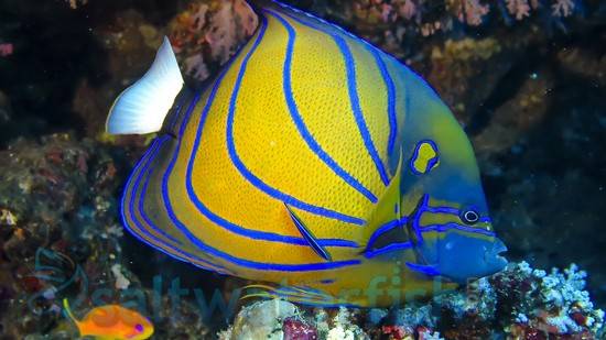 Angelfish, Large – Reefs4Less.com