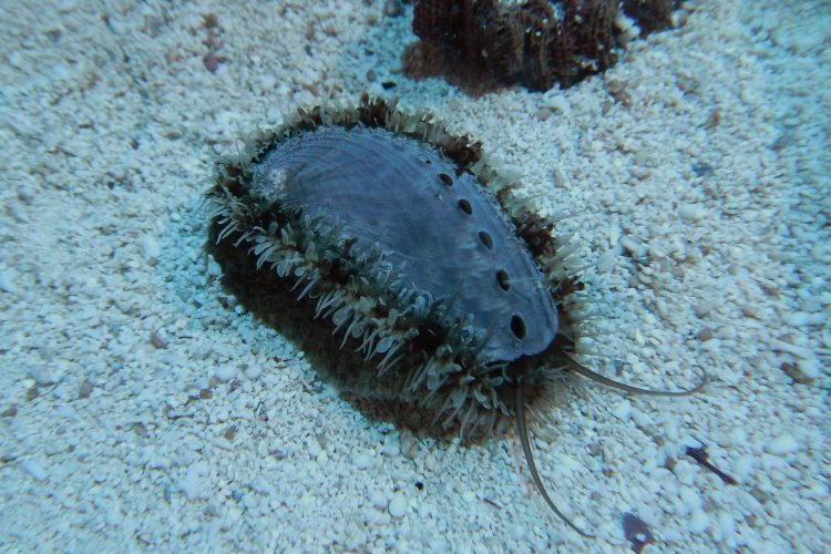 Abalone Racer Fuzzy Tiger For Sale (Hailotis asinina). TOP Care facts ...
