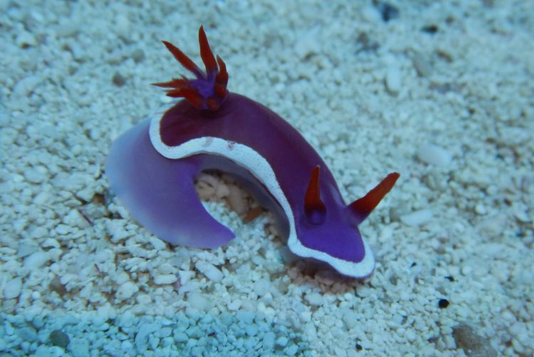 Purple Sea Slug For Sale (Hypselodoris bullocki ). TOP Care facts ...