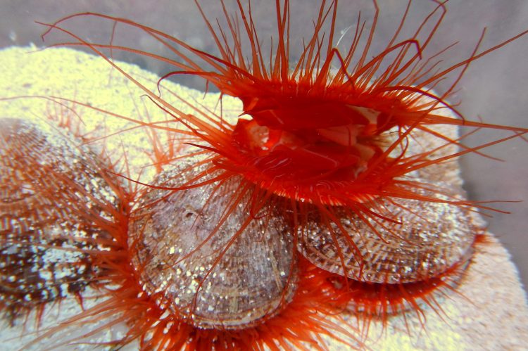 Flame Scallop For Sale (Lima scabra). TOP Care facts. Reefs4Less.com