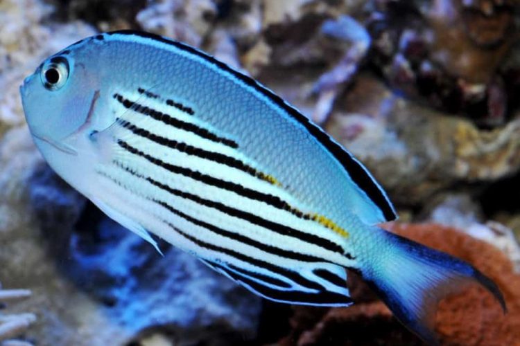 Watanabei Angel For Sale (Genicanthus watanabei). TOP Care facts ...