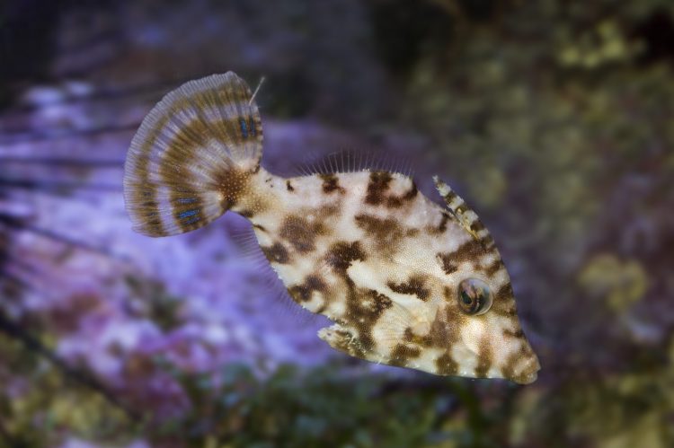 Aiptasia Eating Filefish For Sale (Acreichthys tomentosus). TOP Care ...