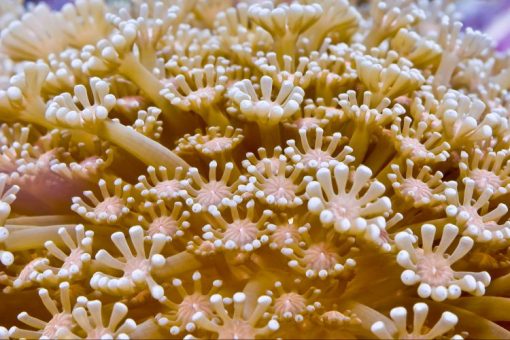 Alveopora Coral For Sale (Alveopora sp.). TOP Care facts. Reefs4Less.com