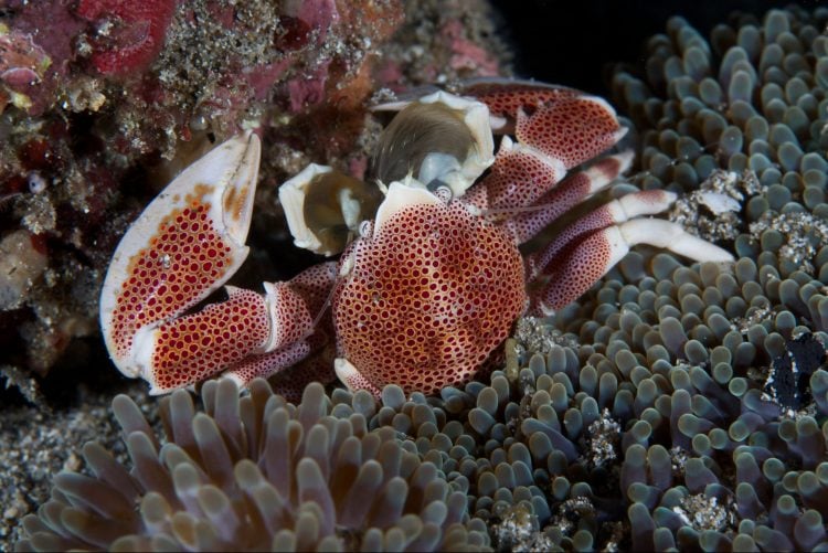 ? Anemone Crab – Reefs4Less.com