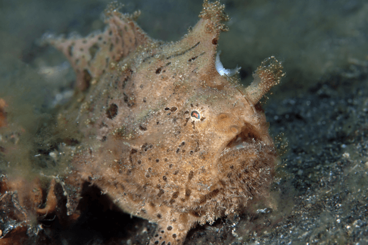 Assorted Angler For Sale (Antennarius sp.). TOP Care facts. Reefs4Less.com