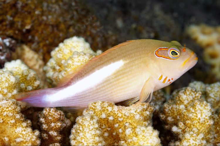 Arc Eye Hawk For Sale (Paracirrhites arcatus). TOP Care facts ...