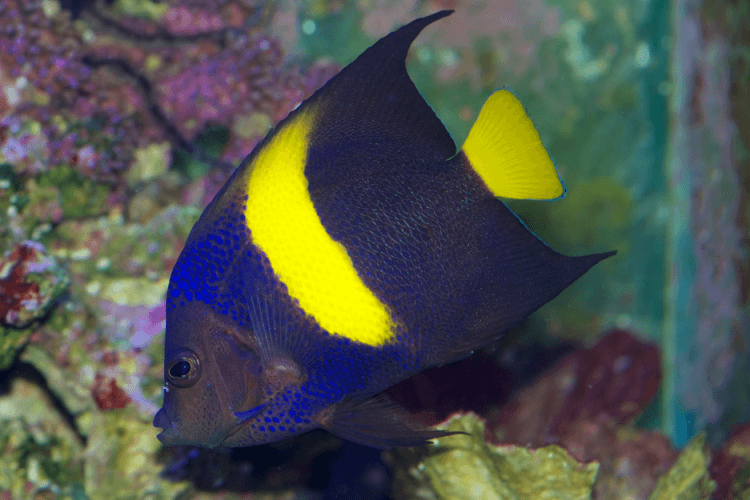 Asfur Angel For Sale (Pomacanthus asfur). TOP Care facts. Reefs4Less.com