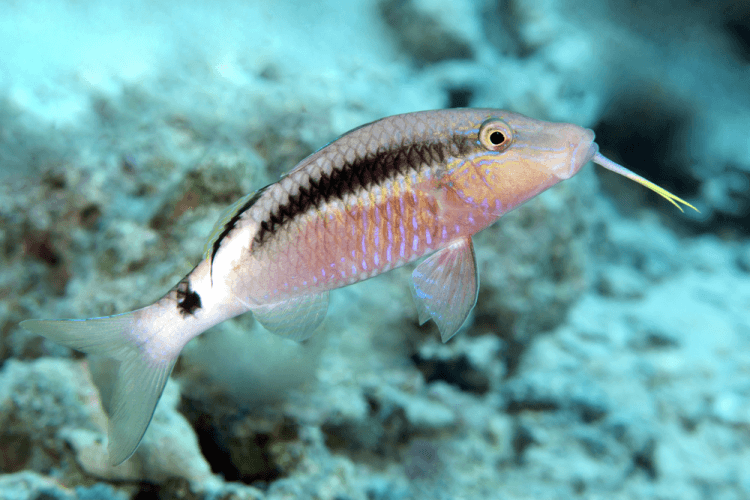 Assorted Goatfish For Sale (Parupeneus sp.). TOP Care facts. Reefs4Less.com