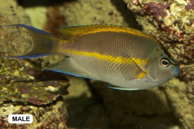 Bellus Angel For Sale (Genicanthus bellus). TOP Care facts. Reefs4Less.com