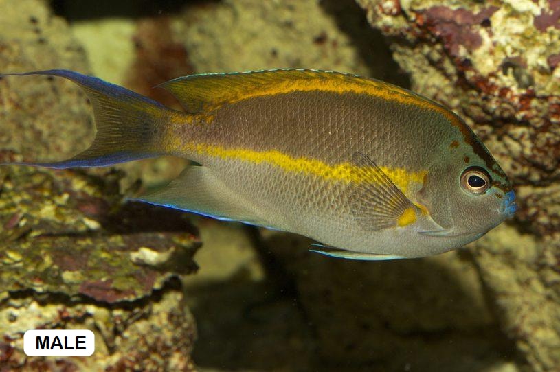 Bellus Angel For Sale (Genicanthus bellus). TOP Care facts. Reefs4Less.com