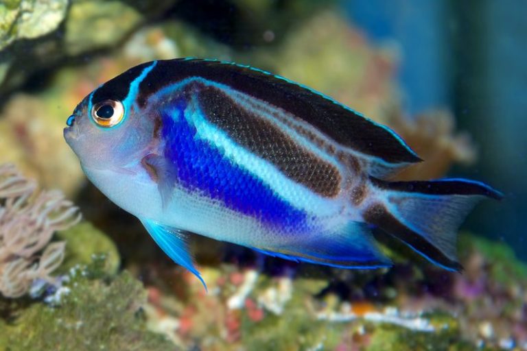 Bellus Angel For Sale (Genicanthus bellus). TOP Care facts. Reefs4Less.com