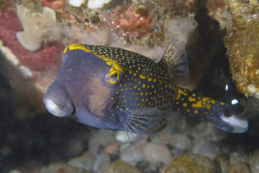 Black Boxfish (Female) For Sale (Ostracion meleagris). TOP Care facts. Reefs4Less.com