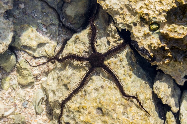 Black Brittle Star For Sale (Ophiomastix sp.). TOP Care facts ...
