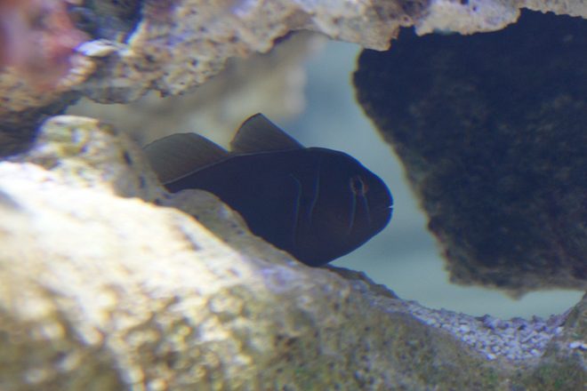 Black Clown Goby For Sale (Gobiodon strangulatus). TOP Care facts ...