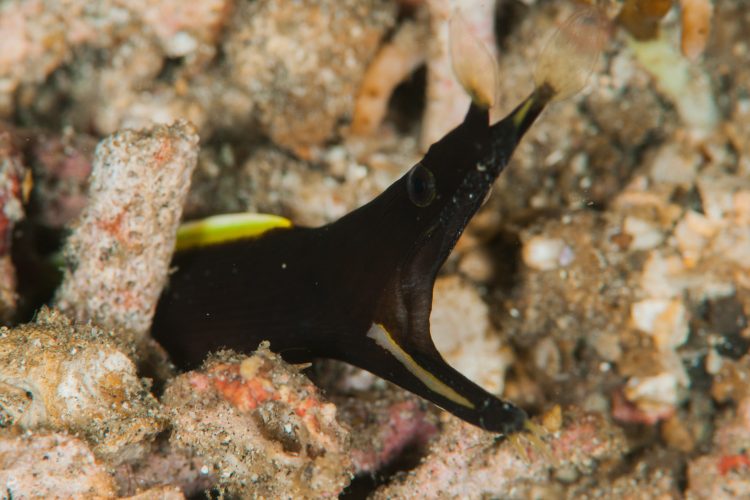 Ribbon Eel Black For Sale (Rhinomuraena quaesita). TOP Care facts ...