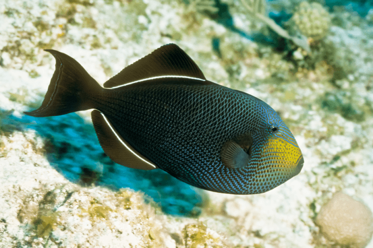 Black Trigger For Sale (Melichthys niger). TOP Care facts. Reefs4Less.com