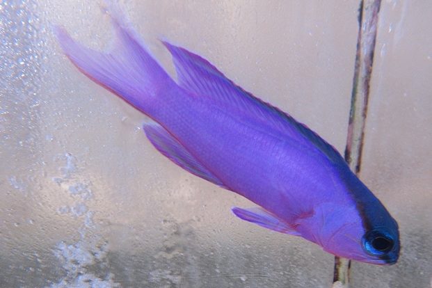 Black Cap Basslet For Sale (Gramma melacara). TOP Care facts. Reefs4Less.com