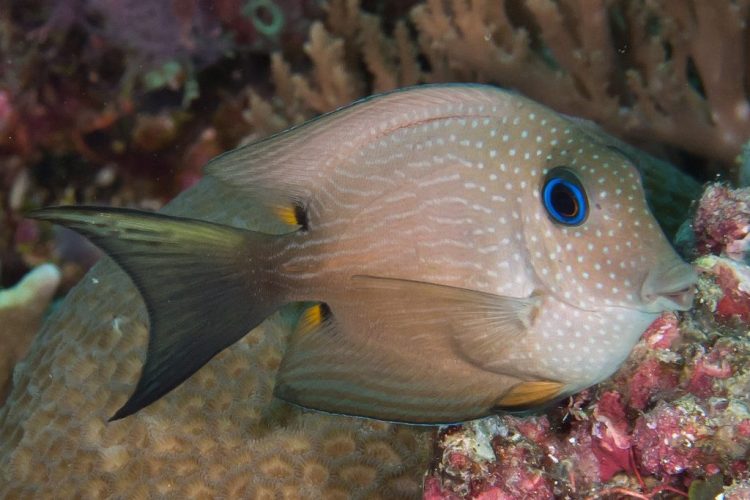 Blue Eye Tang For Sale (Ctenochaetus binotatus). TOP Care facts ...