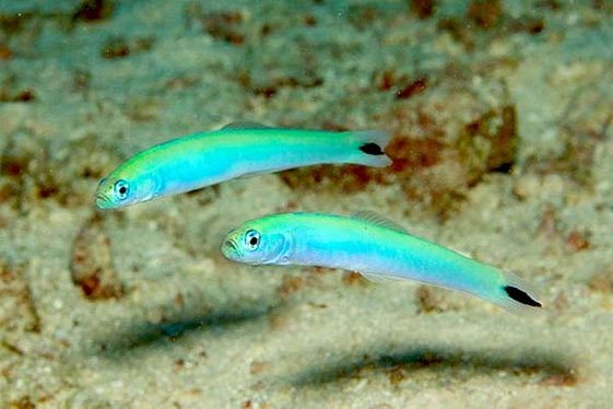 Blue Gudgeon Goby For Sale (Ptereleotris heteroptera). TOP Care facts ...