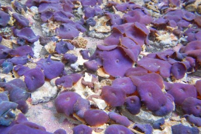 Blue / Purple Mushroom For Sale (Discosoma sp.). TOP Care facts ...