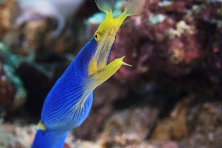 Ribbon Eel Blue For Sale (Rhinomuraena quaesita ). TOP Care facts ...