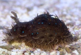 Sea Hare Blue Spot For Sale (Dolabella sp.). TOP Care facts. Reefs4Less.com