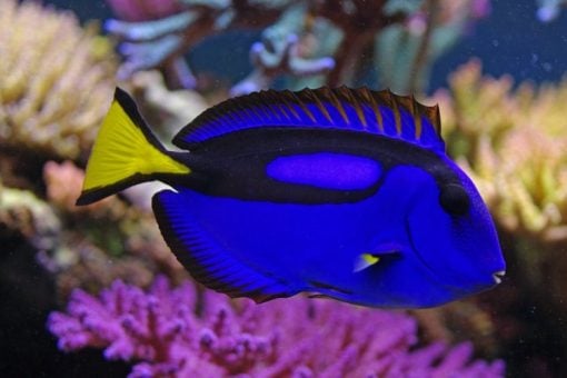 Tangs & Surgeonfish – Reefs4Less.com