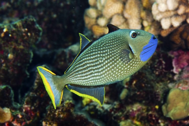 Bluejaw Trigger For Sale (Xanthichthys auromarginatus). TOP Care facts ...