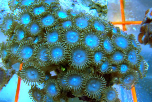 Blue Colony Zoanthid Rock For Sale (Zoanthus sp.). TOP Care facts ...