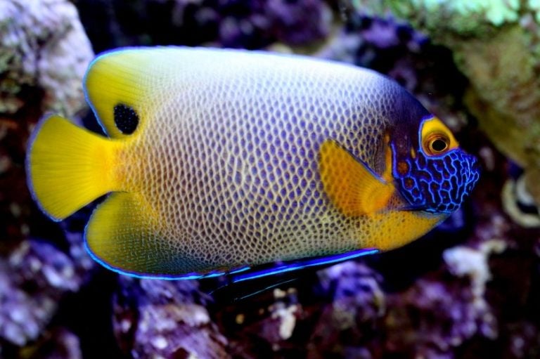 Angelfish, Large – Reefs4Less.com