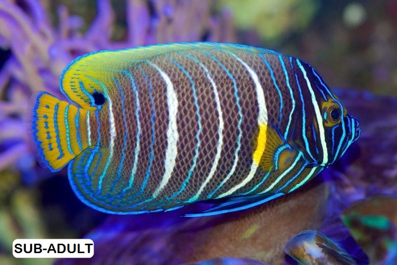 Blueface Angel For Sale (Pomacanthus xanthometopon). TOP Care facts ...