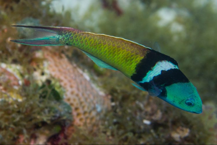 Bluehead Wrasse For Sale (Thalassoma bifasciatum). TOP Care facts ...