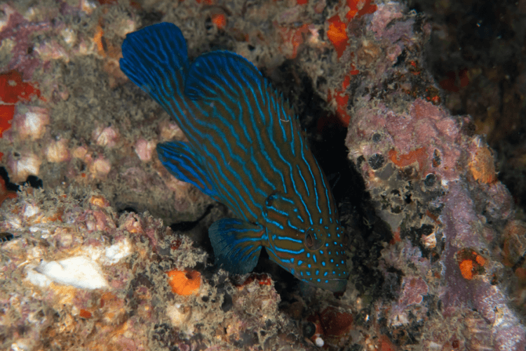 Boenacki (Blueline) Grouper For Sale (Cephalopholis boenack). TOP Care ...