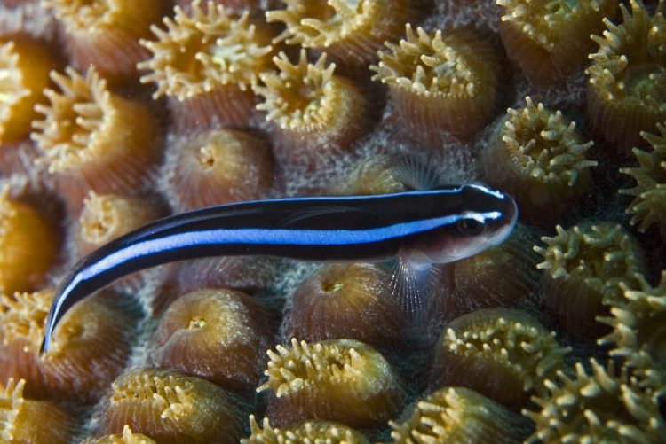 Bluestripe Neon Goby For Sale (Elacatinus oceanops). TOP Care facts ...