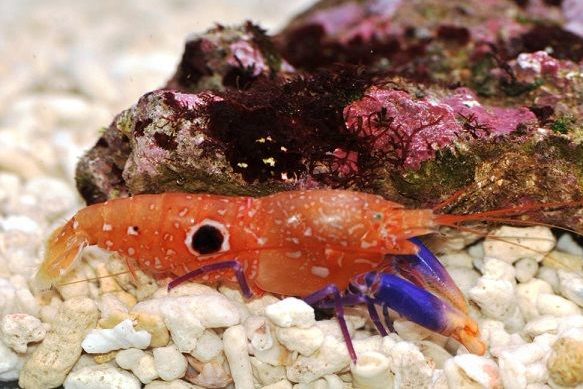 Bullseye Pistol Shrimp For Sale (Alpheus soror). TOP Care facts. Reefs4Less.com