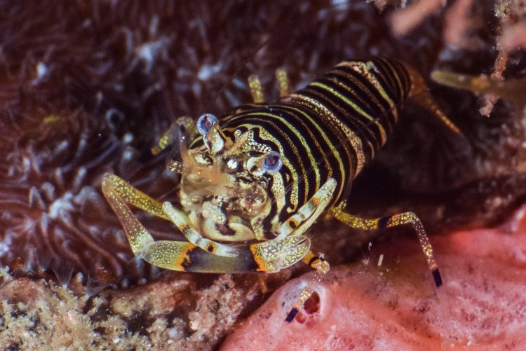 Bumble Bee Shrimp For Sale (Gnathophyllum americanum). TOP Care facts ...