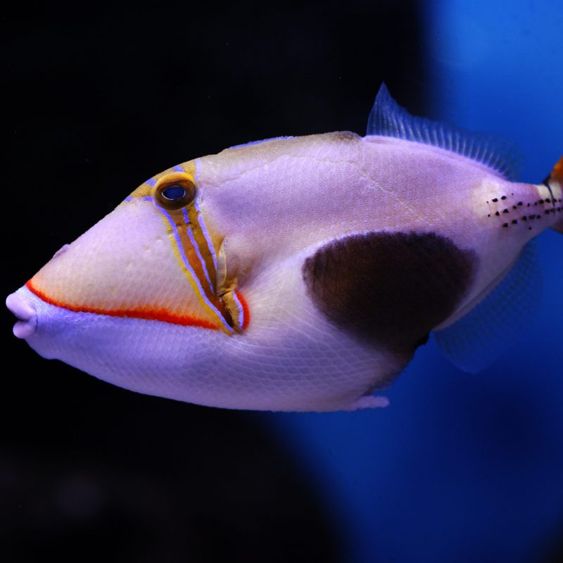 Bursa Trigger For Sale (Rhinecanthus verrucosus). TOP Care facts. Reefs4Less.com
